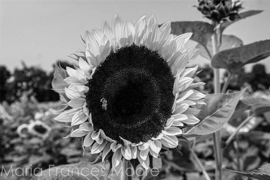 Sunflowers – Maria Frances Photography