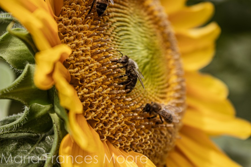 Sunflowers – Maria Frances Photography